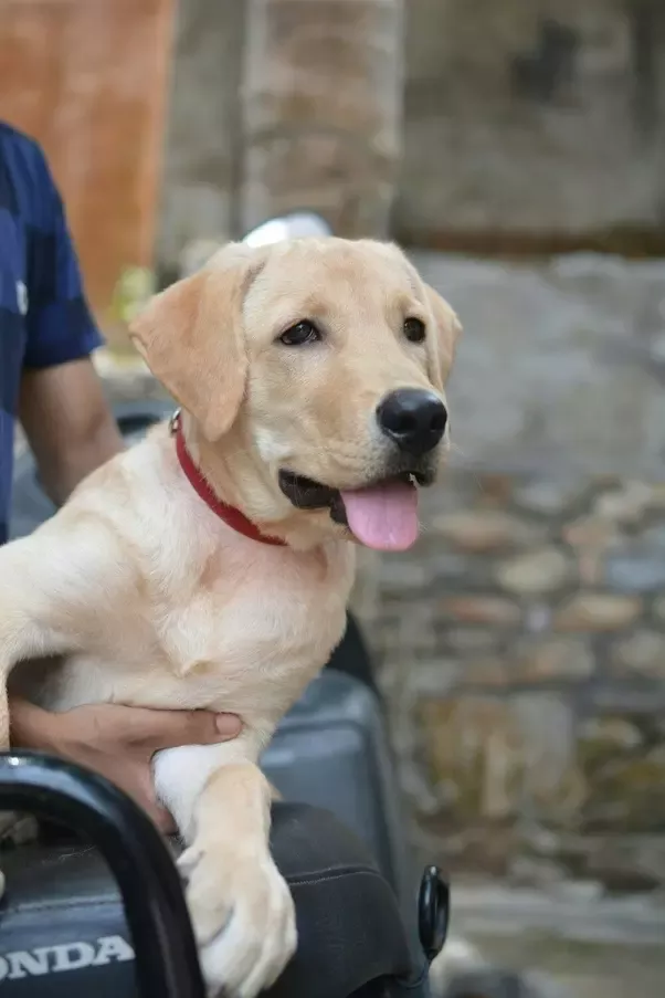 Lab Weight at 6 Months: What to Expect and How to Manage